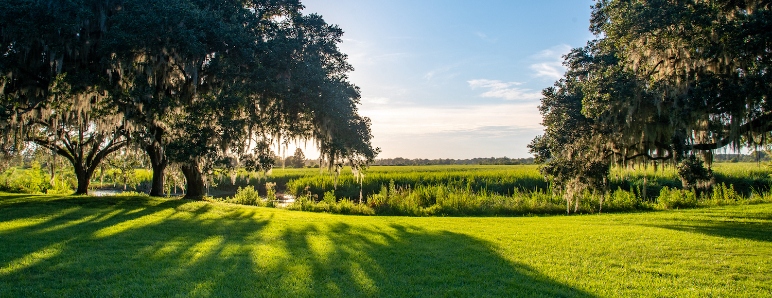 Pollen Count - Allergy and Asthma Consultants, LLP DBA Charleston ...