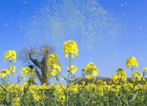 Pollen Count - Allergy and Asthma Consultants, LLP DBA Charleston ...